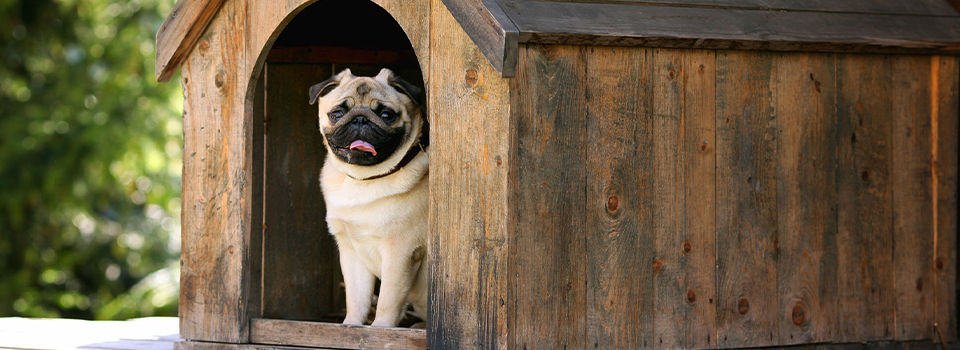 How to Build & Paint a Doghouse | True Value Hardware