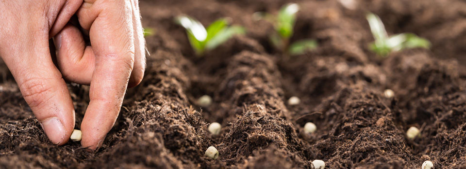 Seed Storage Guide How to Save Seeds | True Value Hardware