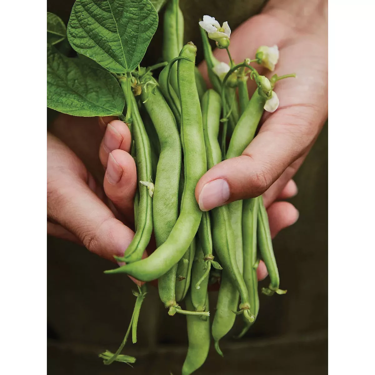 Burpee Bean, Garden Burpee's Stringless Green Pod Seed Packet | Do it Best