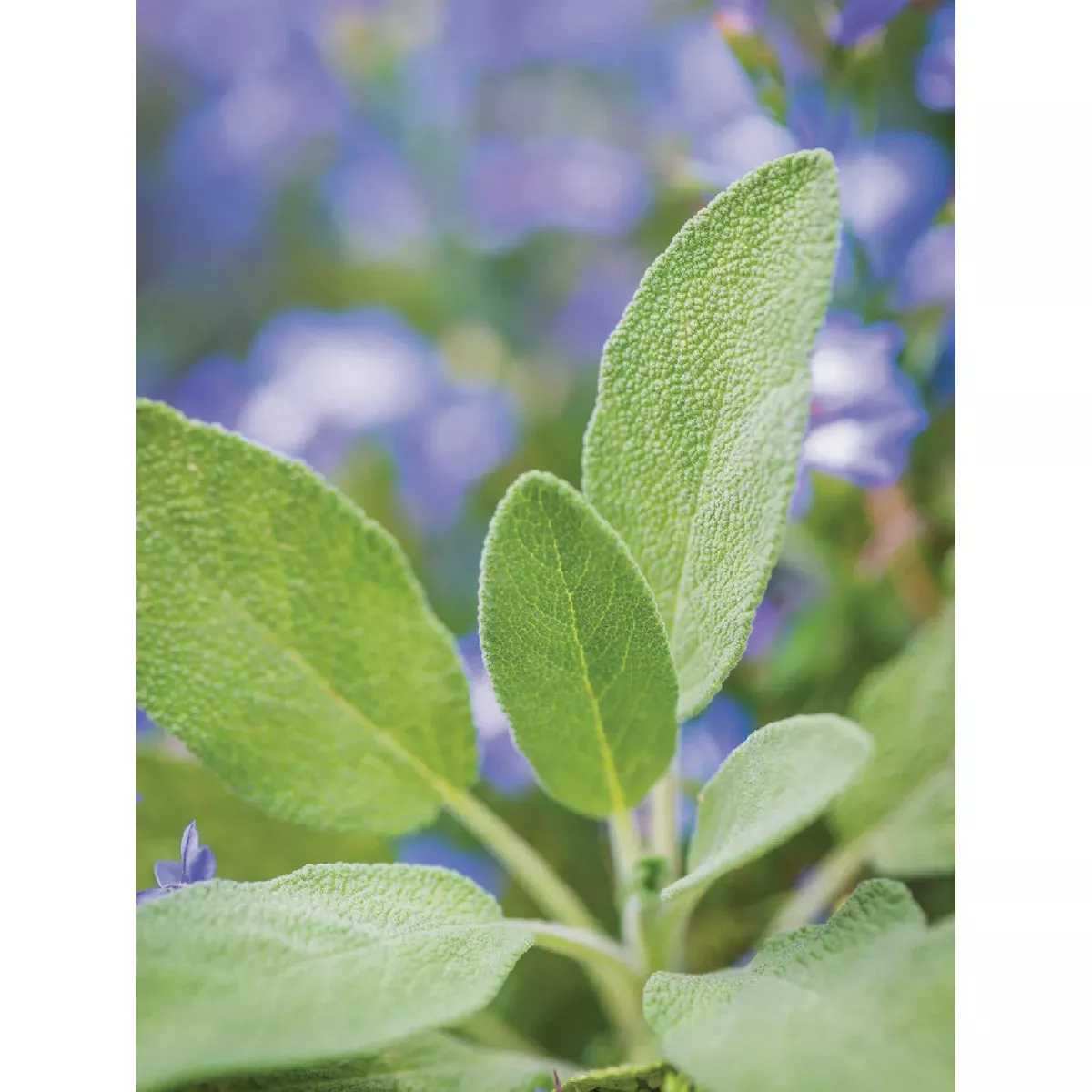 Burpee Sage Broad Leaf Seed Packet | True Value Hardware
