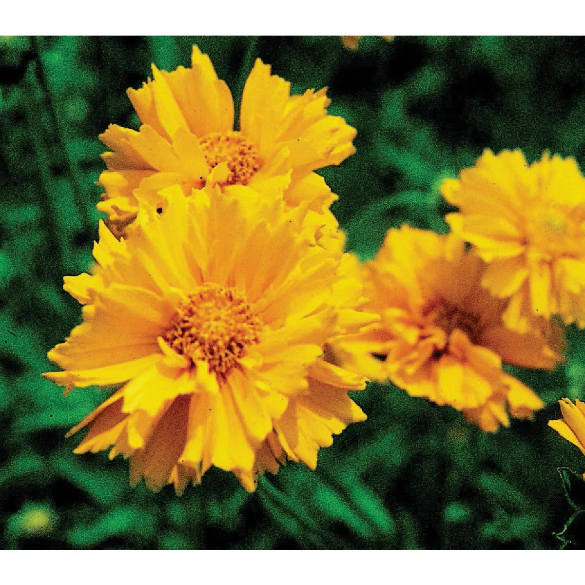 Wetsel Seed Sunburst Coreopsis Flower Seed Packet | True Value Hardware