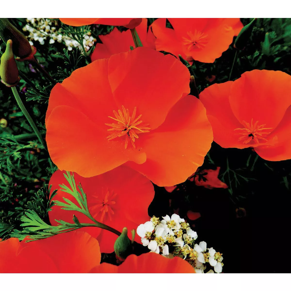 Wetsel Seed California Orange Poppy Flower Seed Packet | True Value ...