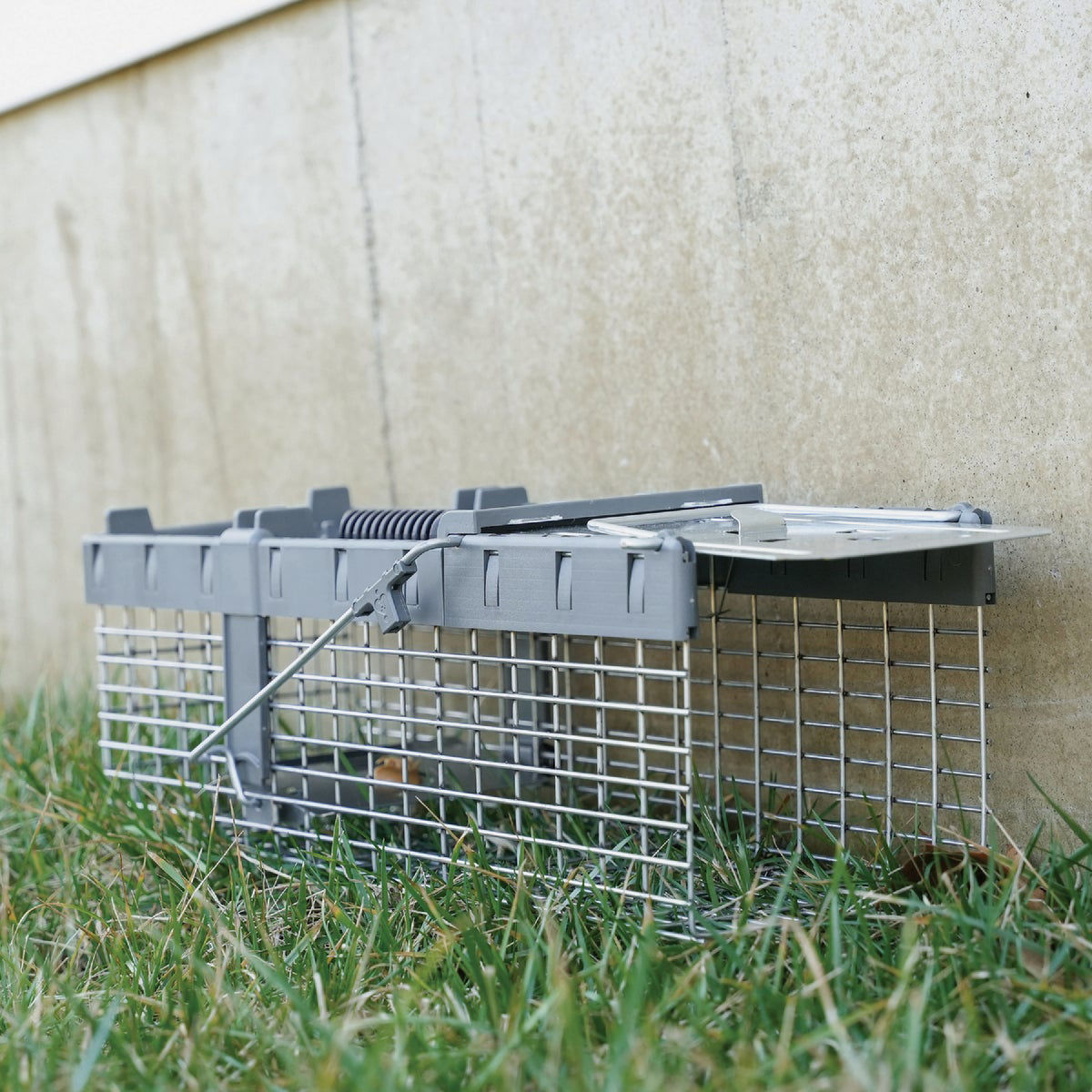 Havahart Galvanized Wire Mesh 17.75 In. 1-Door Small Live Animal Trap ...