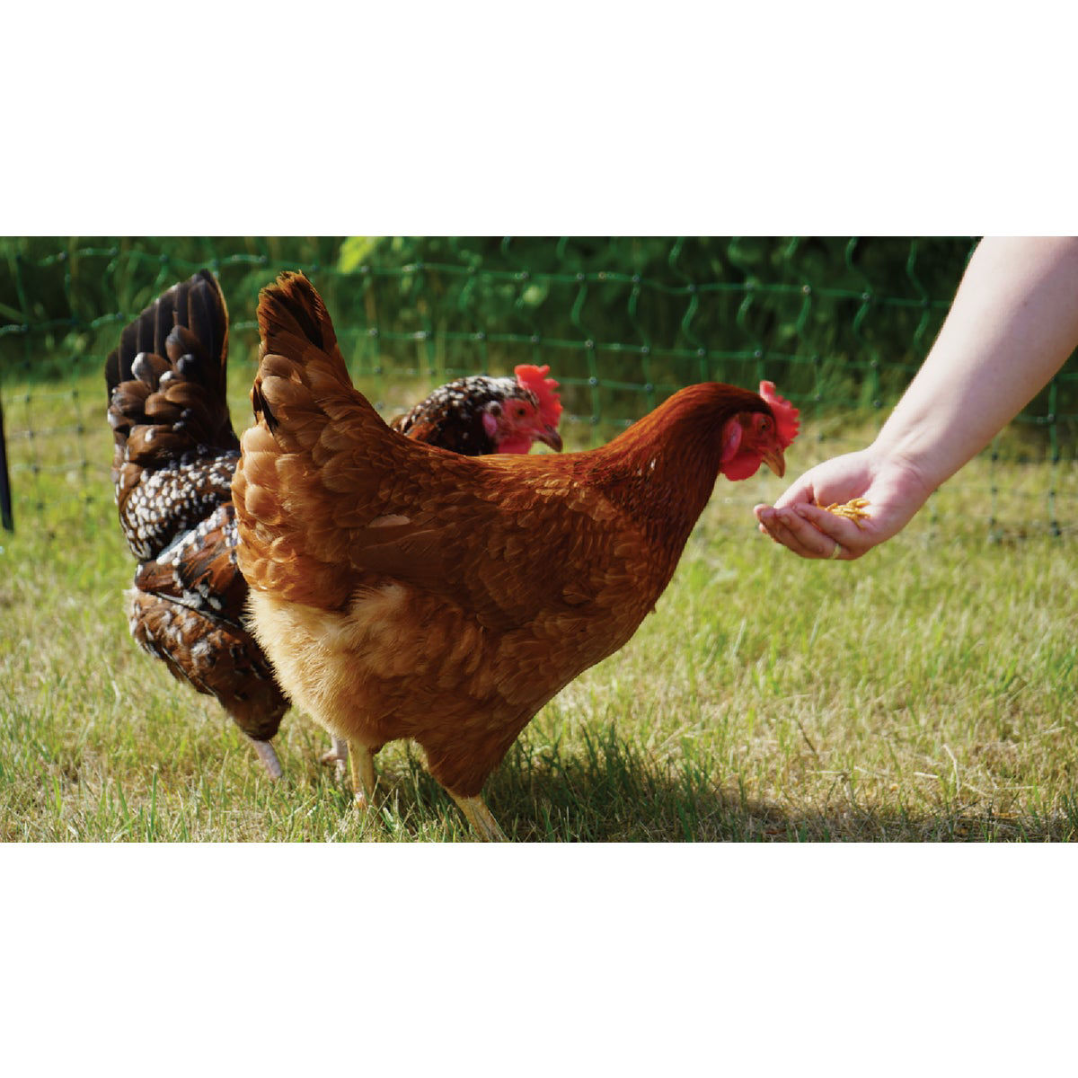 Wonder Grubs 5 Lb. Dried Mealworms | Do it Best