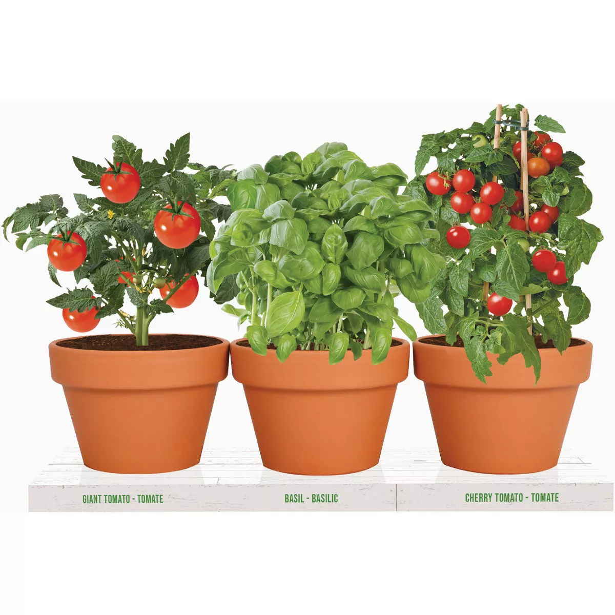 TotalGreen Holland Italian Herb Trio Grow Kit | Do it Best