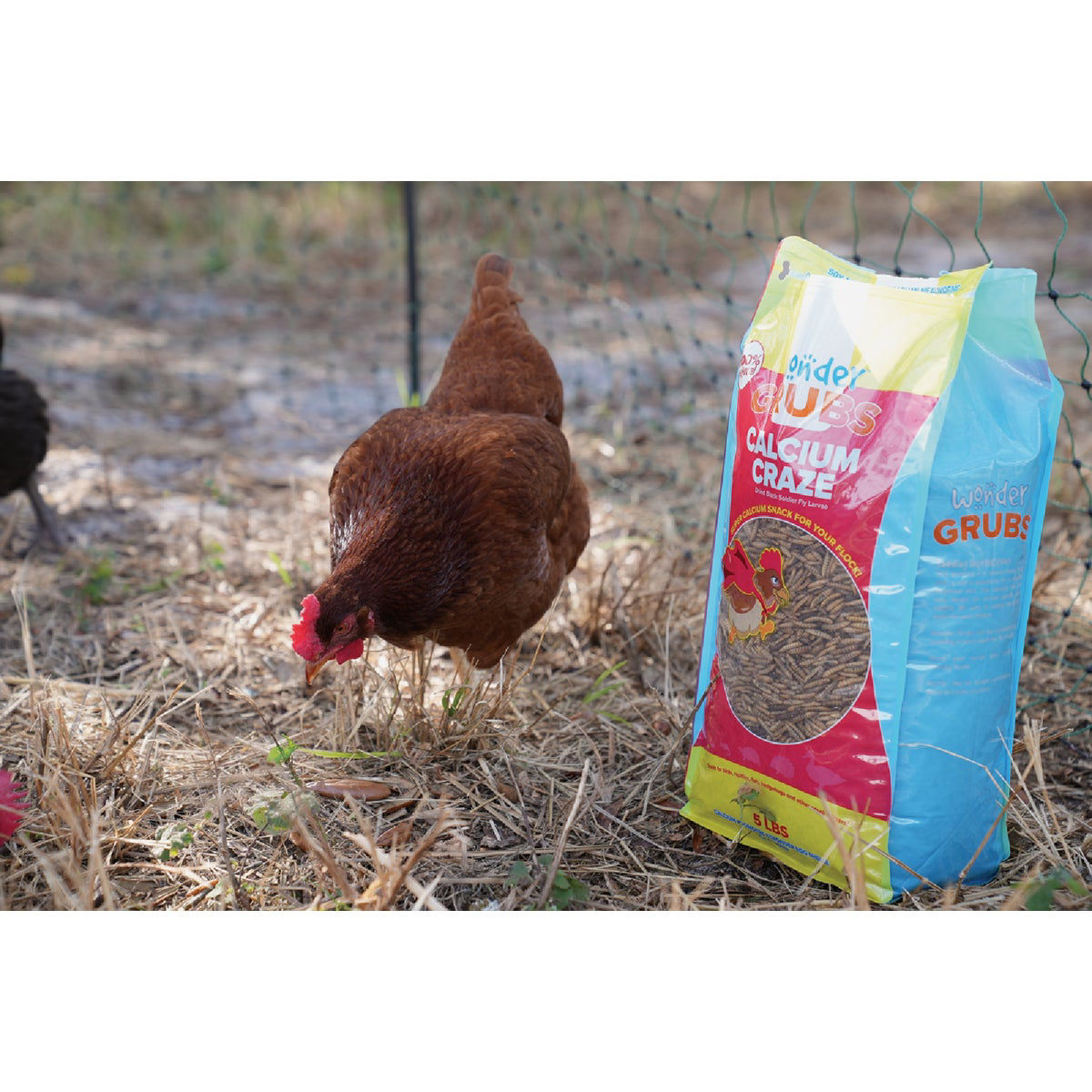 Wonder Grubs Calcium Craze 5 Lb. Black Soldier Fly Larvae | Do it Best