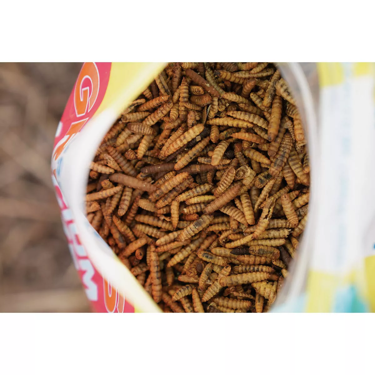 Wonder Grubs Calcium Craze 5 Lb. Black Soldier Fly Larvae | Do it Best