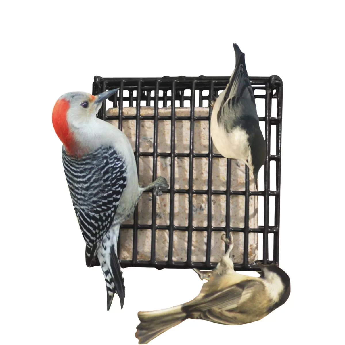Suet Plus Berry & Peanut Suet (10-Pack) | Do it Best