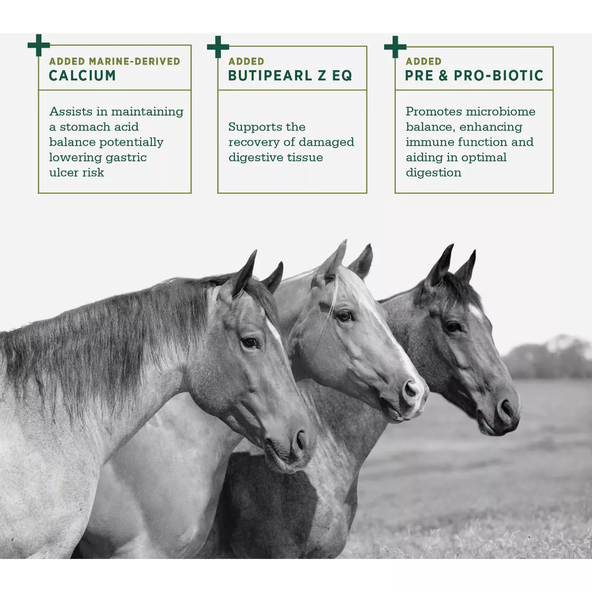 Standlee Forage Plus 40 Lb. Gastric Support Pellets Horse Feed | Do it Best